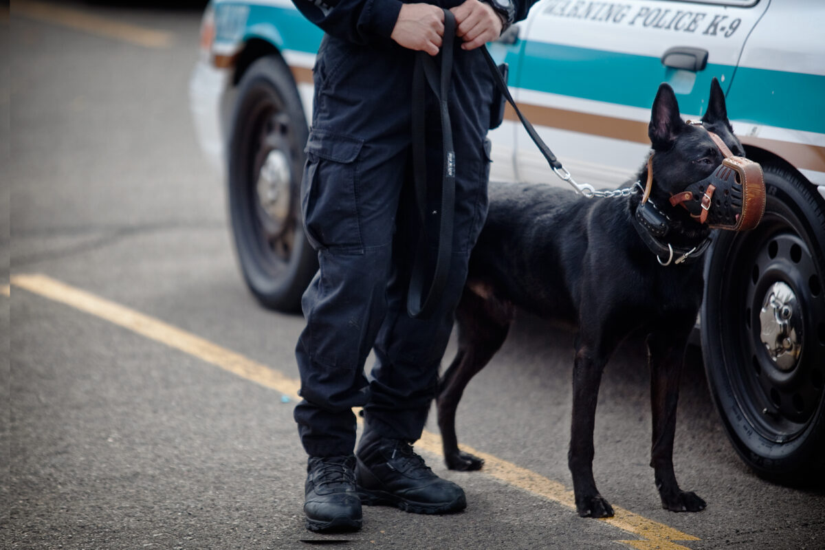 Officers participate in SWAT dog school | News, Sports, Jobs - Daily Herald